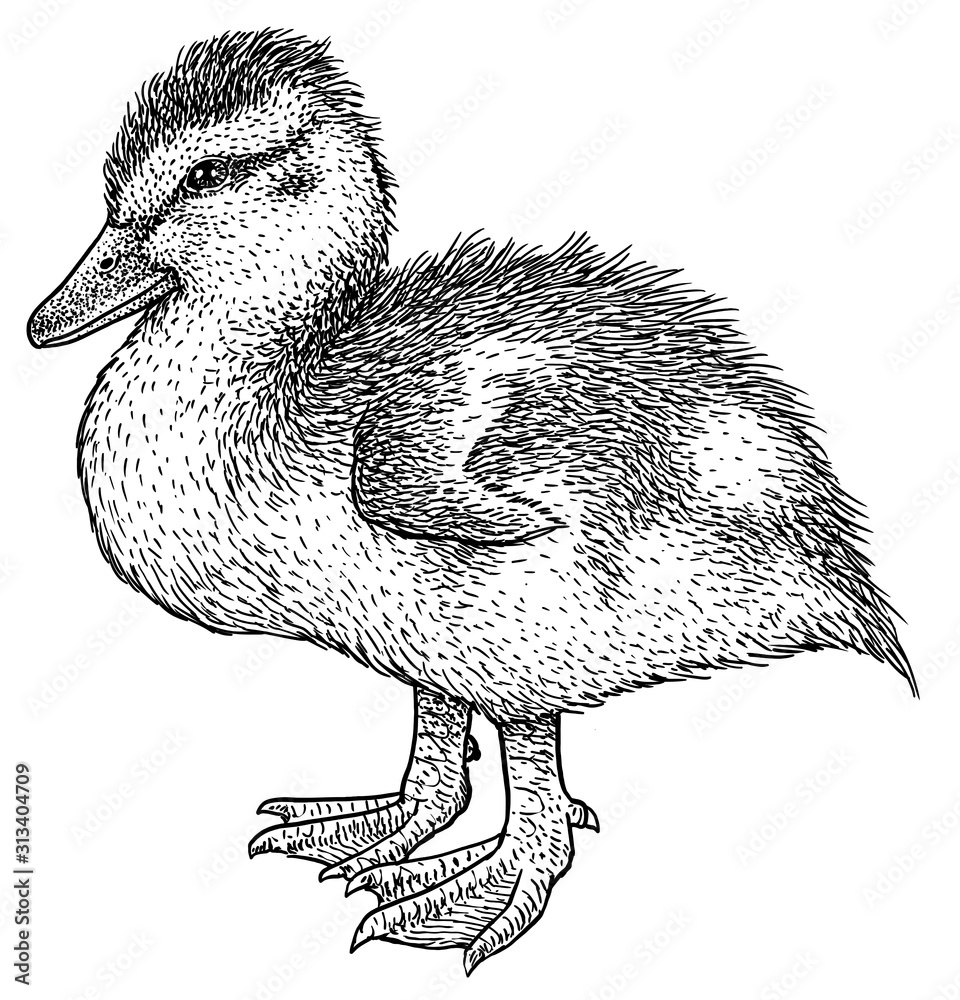 Duckling illustration, drawing, engraving, ink, line art, vector Stock ...