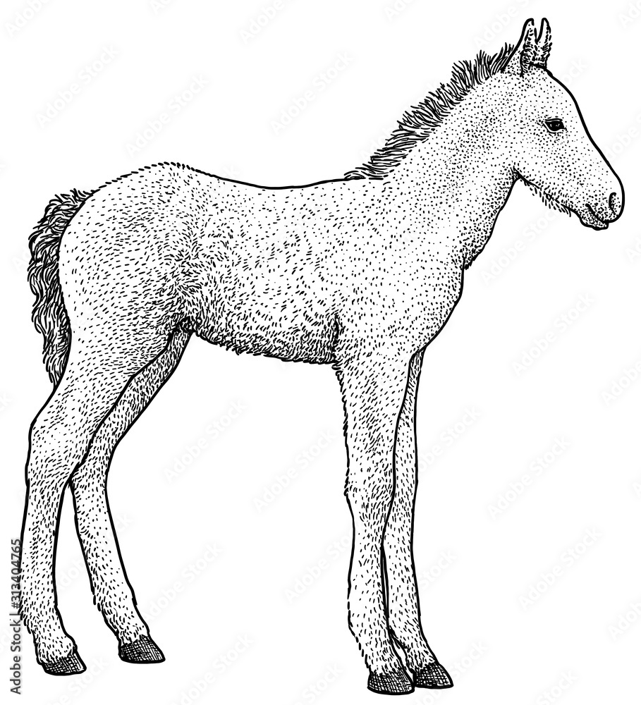 Foal illustration, drawing, engraving, ink, line art, vector Stock ...