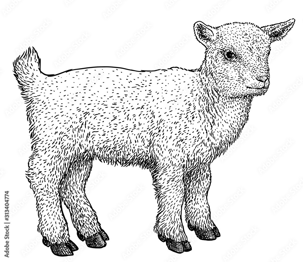 Goat kid illustration, drawing, engraving, ink, line art, vector Stock ...