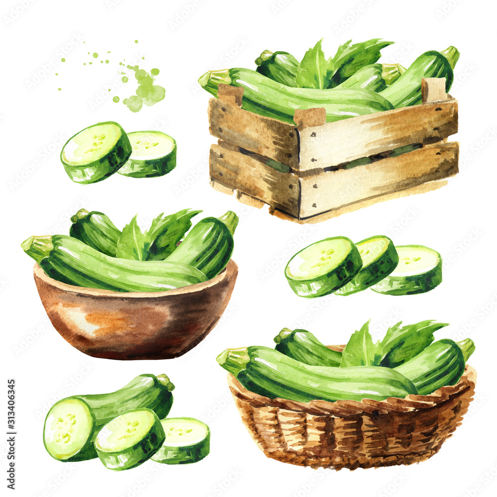 Zucchini vegetable set. Hand drawn watercolor illustration, isolated on ...
