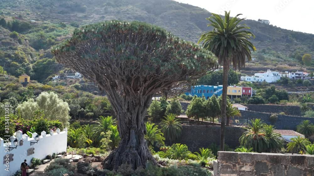 Drago Milenario, also known as El Drago or Drago de Icod de los Vinos ...