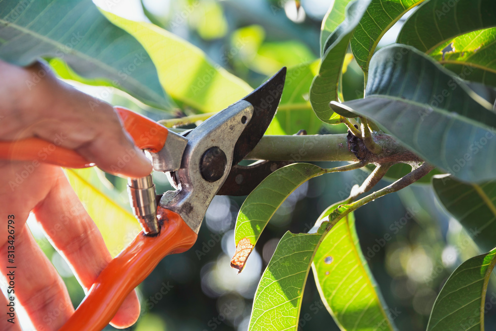 Hand of Gardener pruning trees with pruning shears. Stock Photo | Adobe ...