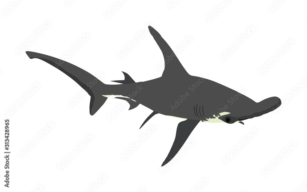 Hammerhead shark vector illustration isolated on white background ...