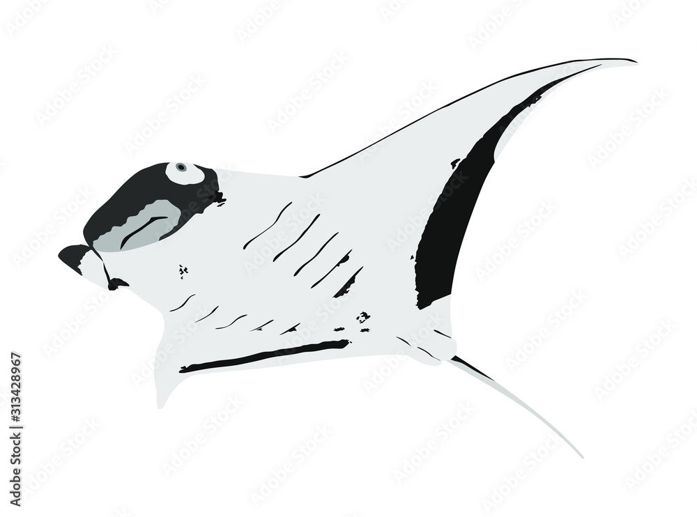 Stingray or manta ray symbol. Devil fish vector illustration isolated ...