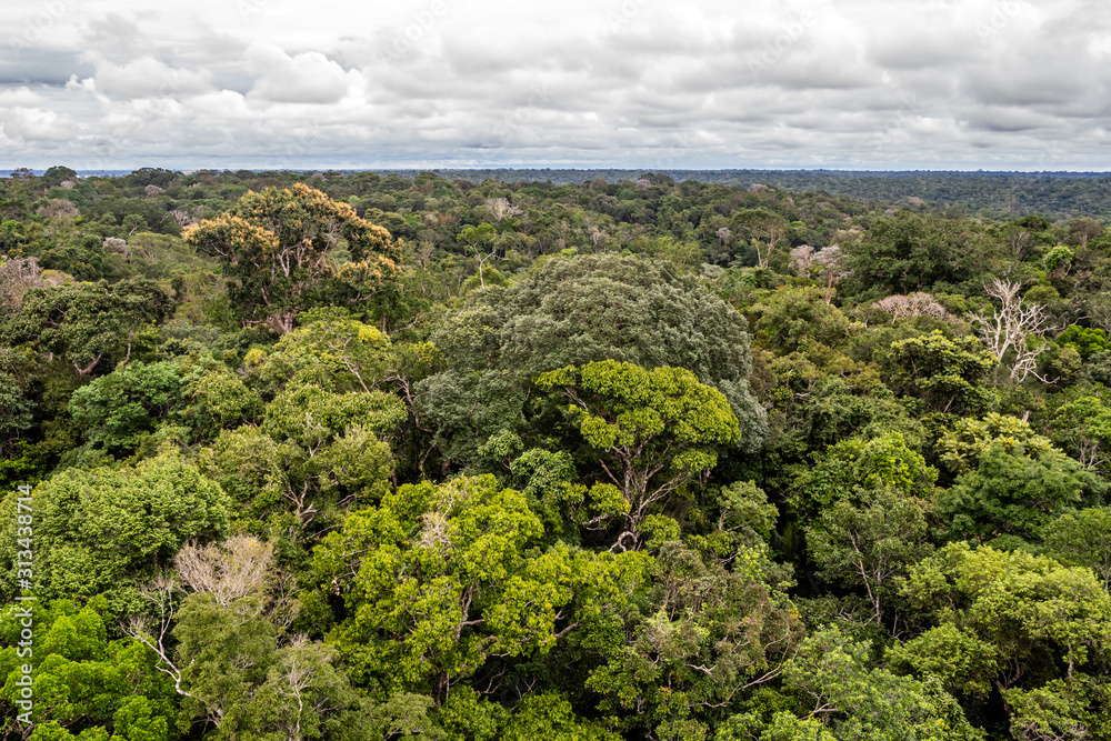 Floresta Amazônica, Arvores na reserva florestal, uma floresta primária ...