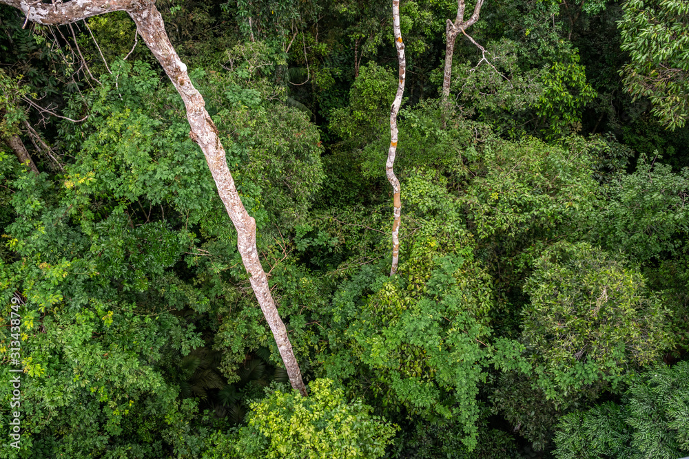 Floresta Amazônica, Arvores na reserva florestal, uma floresta primária ...