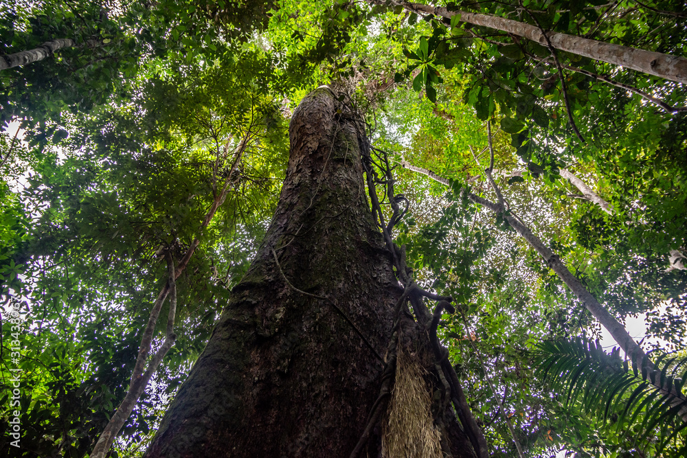 Fotka „Floresta Amazônica, Arvores na reserva florestal, uma floresta ...