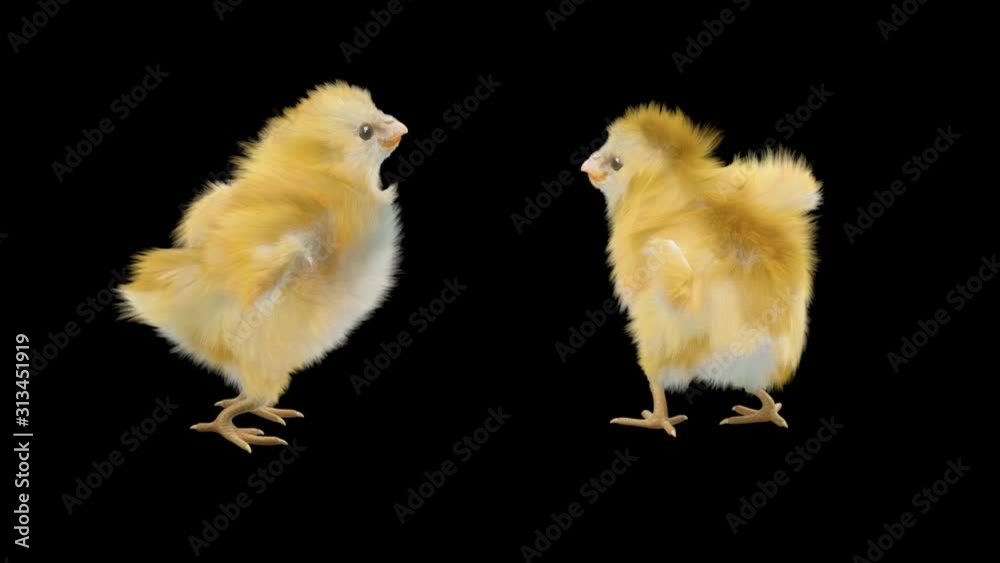 Baby Chickens Dance CG fur 3d rendering animal realistic composition 3d ...