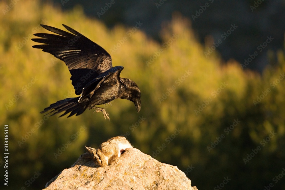 The Common raven (Corvus corax) landing to the rock with a death rabbit ...