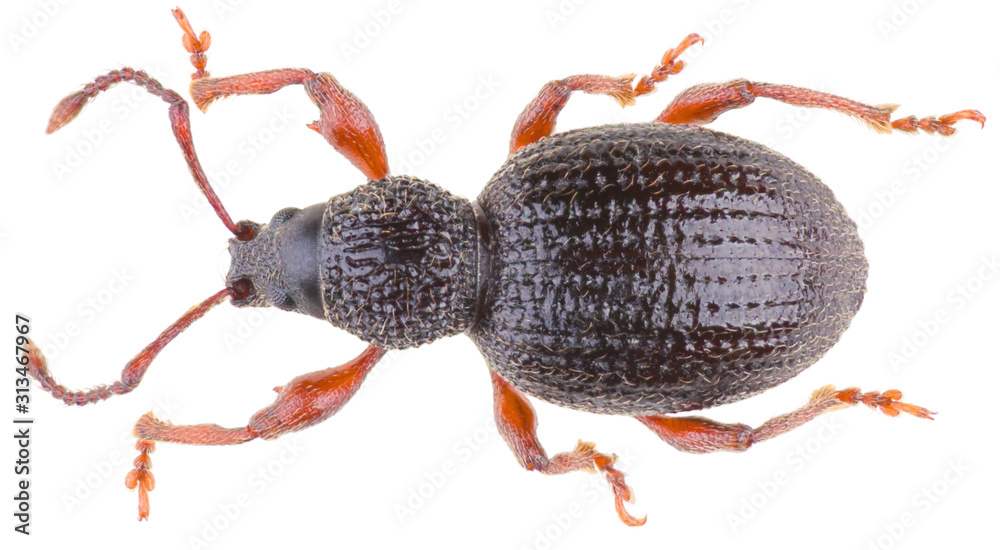 Foto Stock Otiorhynchus ovatus is a genus of weevils in the family ...