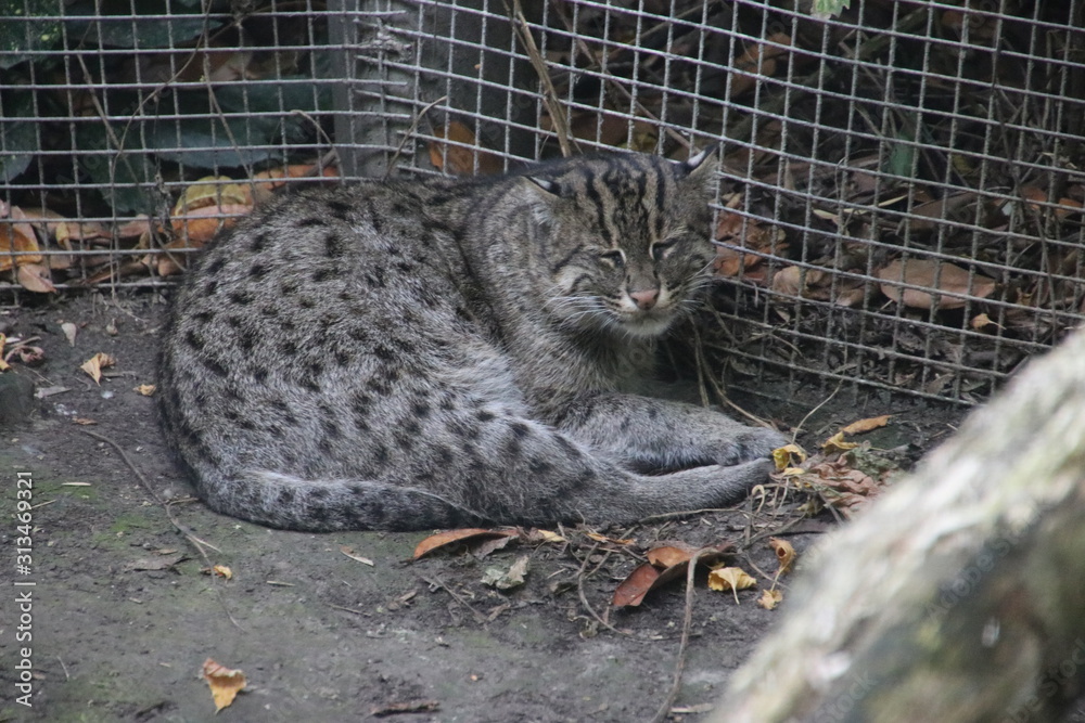 wild cat sleeping in the Rotterdam Blijdorp Zoo in the Netherlands ...
