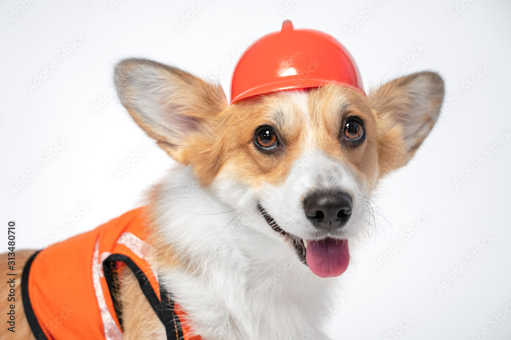 funny portrait red and white corgi, wearing bright orange safety ...