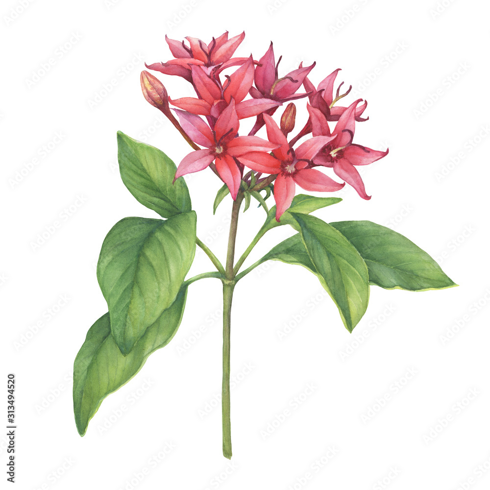 Сloseup of red flower Pentas lanceolata (known as Egyptian starcluster ...
