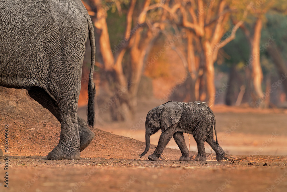 Tiny Baby Elephants