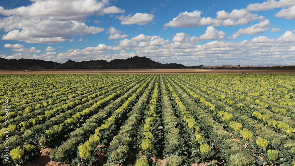 Field of Broccoli Grown for Seed, in Yuma Area Arizona; fruit of ...