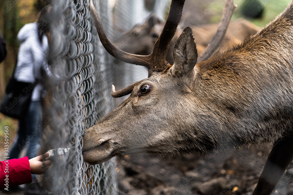 Great adult noble red male deer with big horns, Beautifully turned head ...