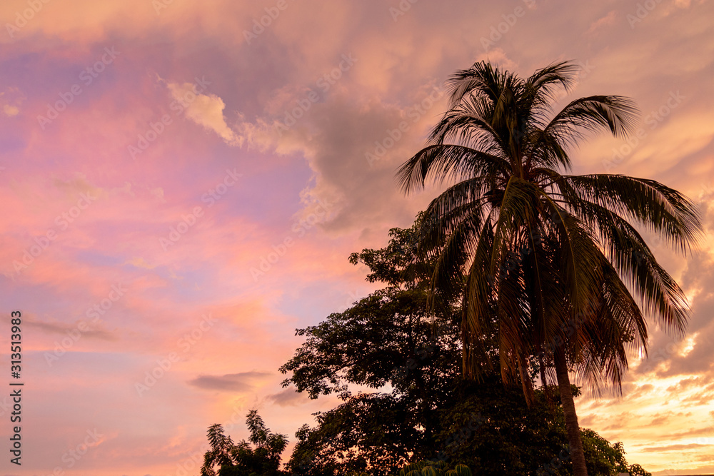 palmera con atardecer y cielo de colores rosa, lila y morado Stock ...
