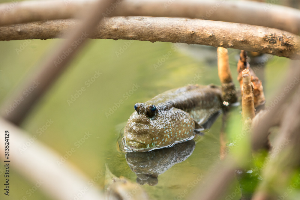 Mudskipper in water Stock Photo | Adobe Stock