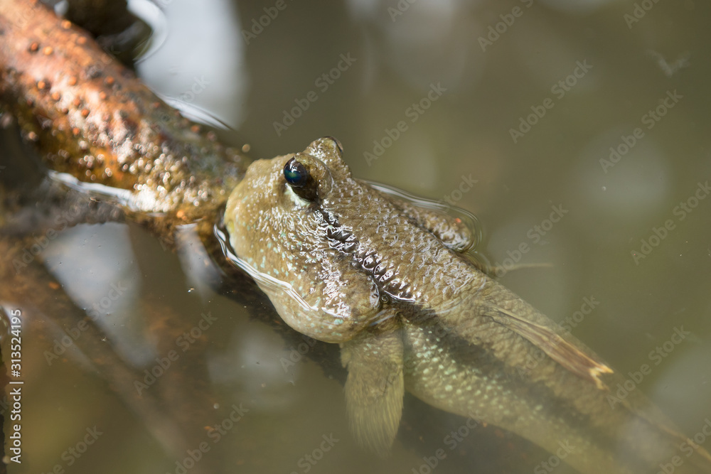 Mudskipper in water Stock Photo | Adobe Stock
