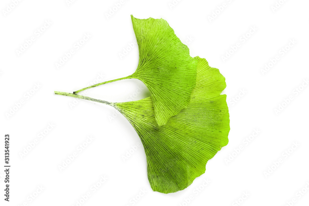 Ginkgo leaf isolated. Gingko tree plant green leaves isolated on white ...