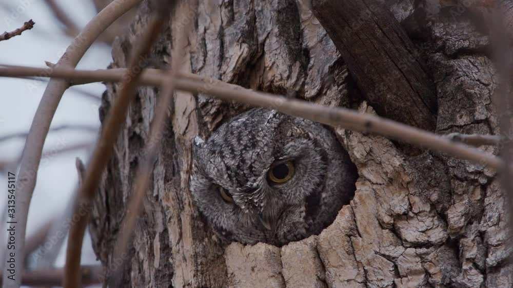 Screech Owl waking up and looking out of hole in tree as it sees ...