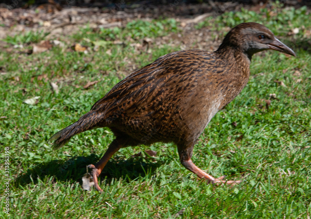 Weka Bird