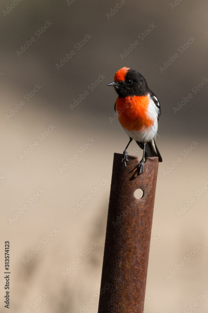 Red-capped Robin, Australian native bird, isolated by shallow depth of ...