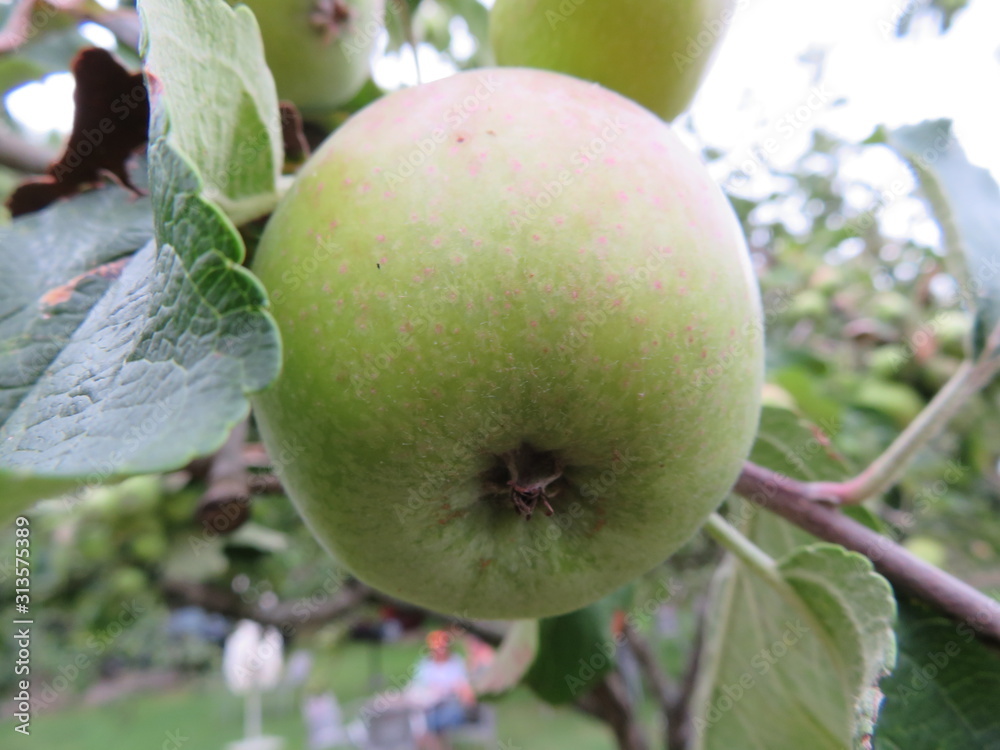Beautiful apple of nice color and very good flavor even without mature ...