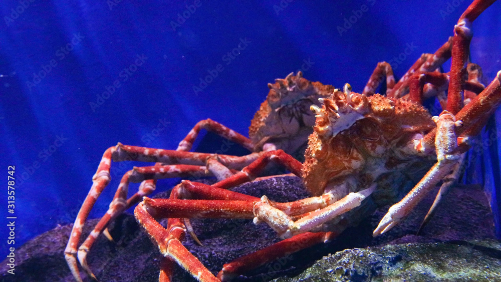 タカアシガニ -Japanese spider crab- Stock Photo | Adobe Stock
