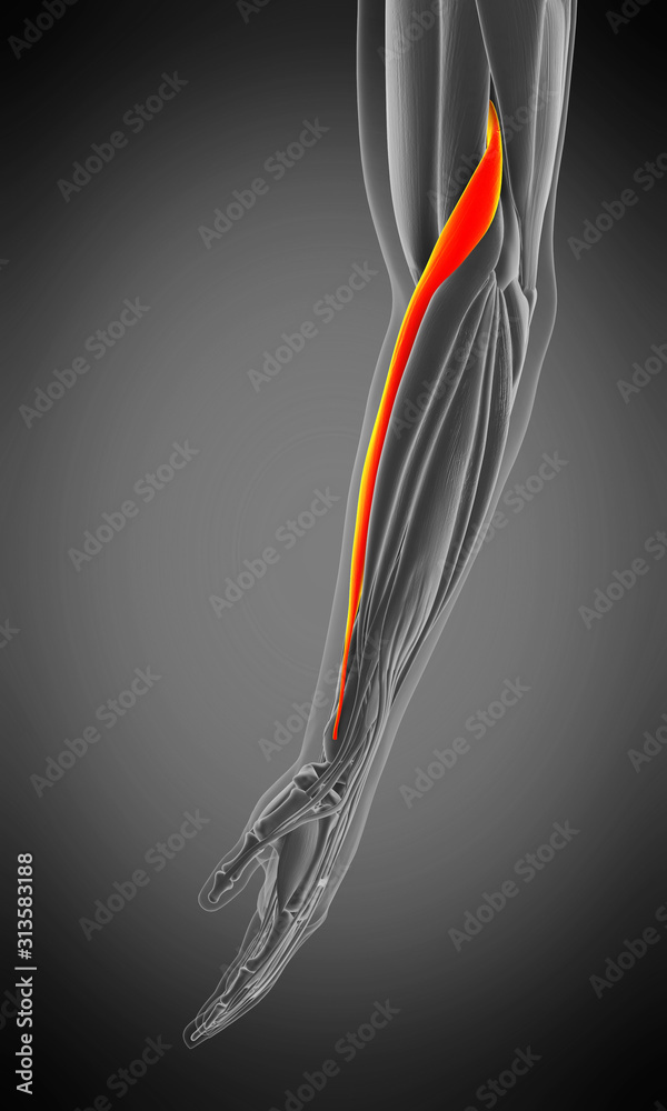 3d rendered medically accurate muscle anatomy illustration ...
