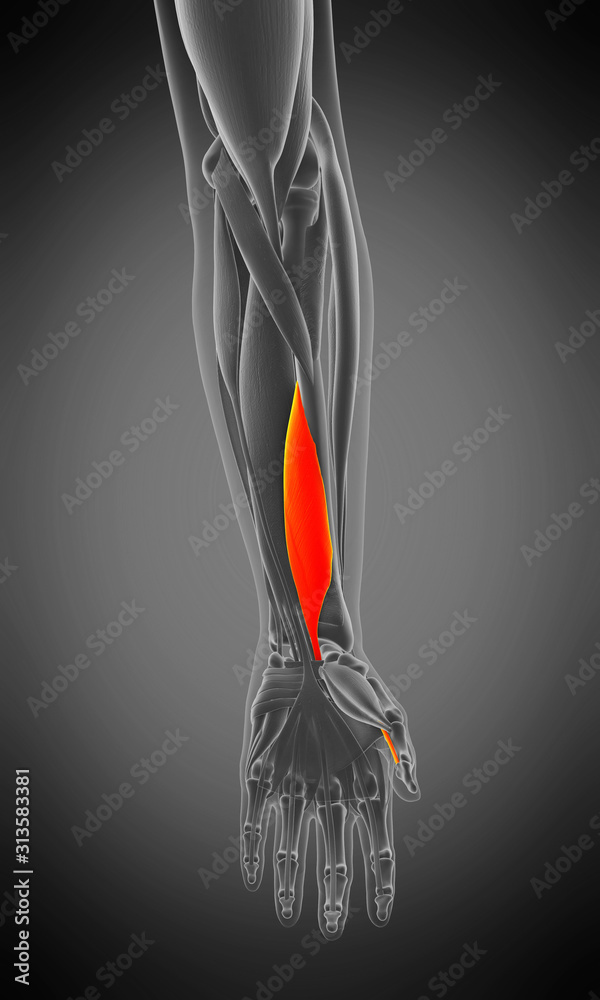 3d rendered medically accurate muscle anatomy illustration - flexor ...