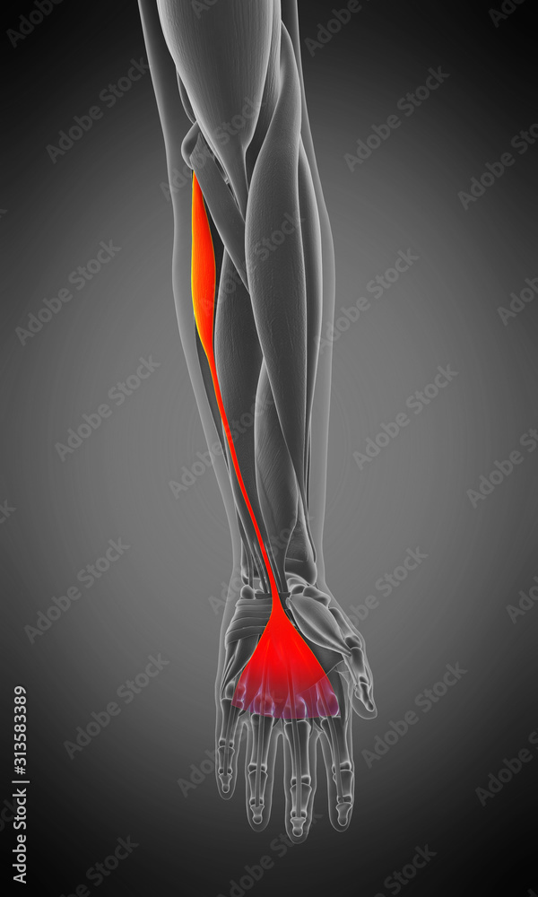 3d rendered medically accurate muscle anatomy illustration - palmaris ...