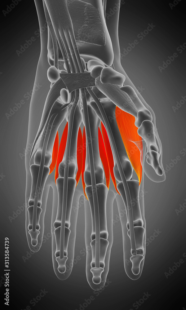 3d rendered medically accurate muscle anatomy illustration - dorsal ...