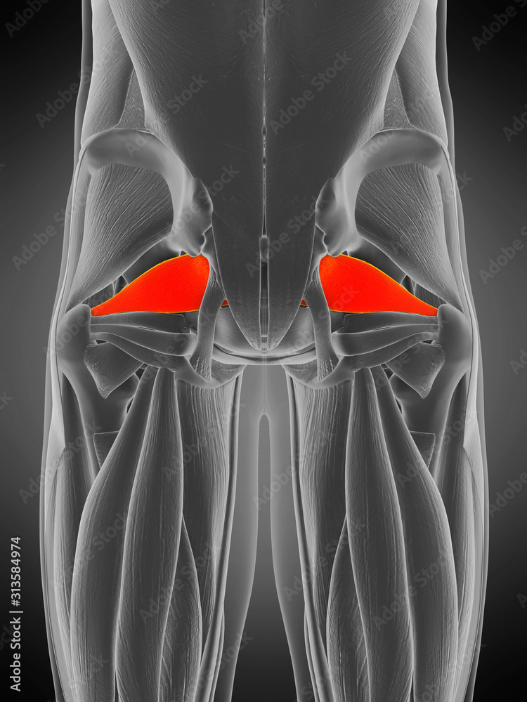 3d rendered medically accurate muscle anatomy illustration - piriformis ...