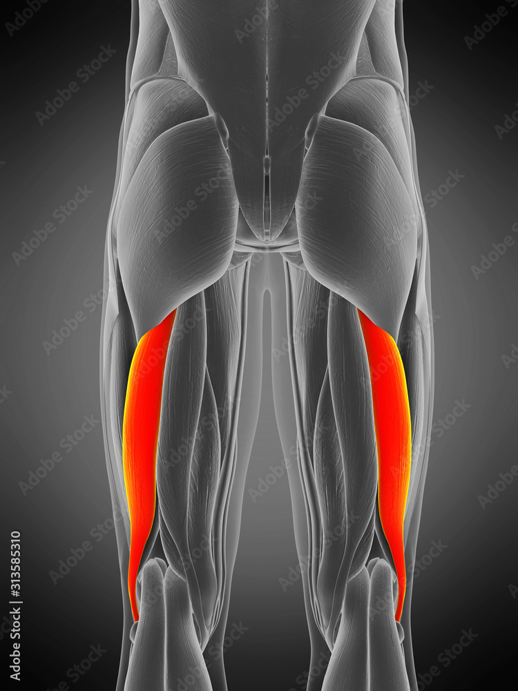 3d rendered medically accurate muscle anatomy illustration - biceps ...