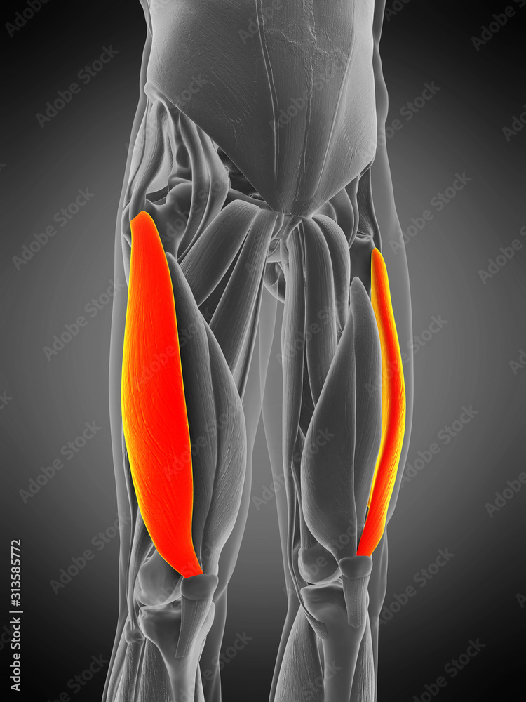 3d rendered medically accurate muscle anatomy illustration - vastus ...