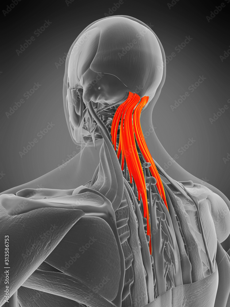3d rendered medically accurate muscle anatomy illustration ...