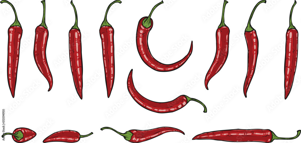 Set of Chilli peppers by hand drawing.Chilli peppers vector sketch on ...