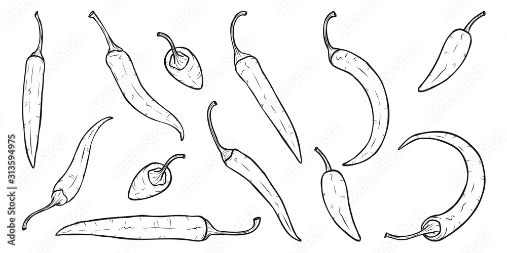 Set of Chilli peppers by hand drawing.Chilli peppers vector sketch on ...