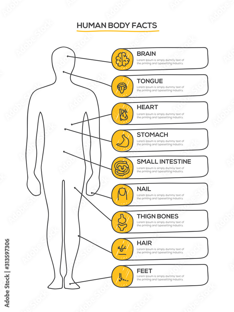 Hand-drawn infographic facts about the human body. Brain, tongue, heart ...