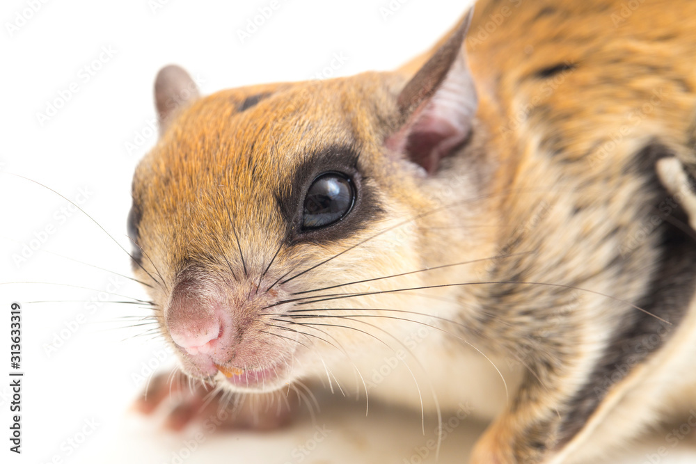 The Javanese flying squirrel (Iomys horsfieldii) is a species of rodent ...