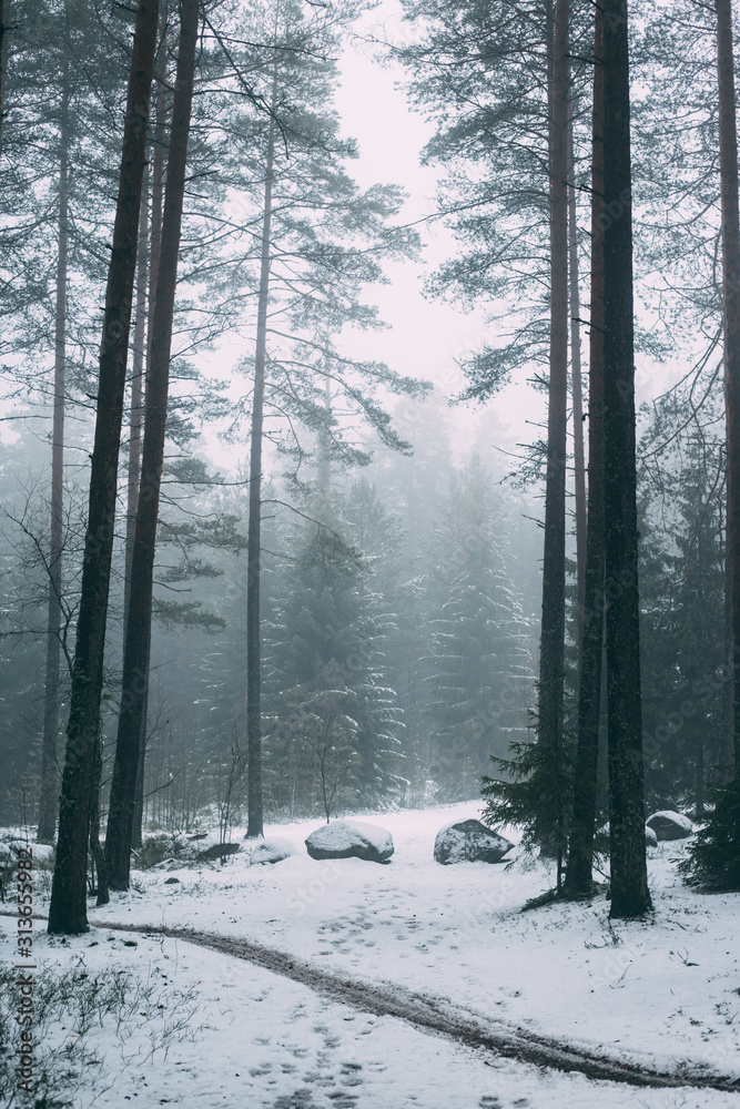 Snowy Forest Tumblr