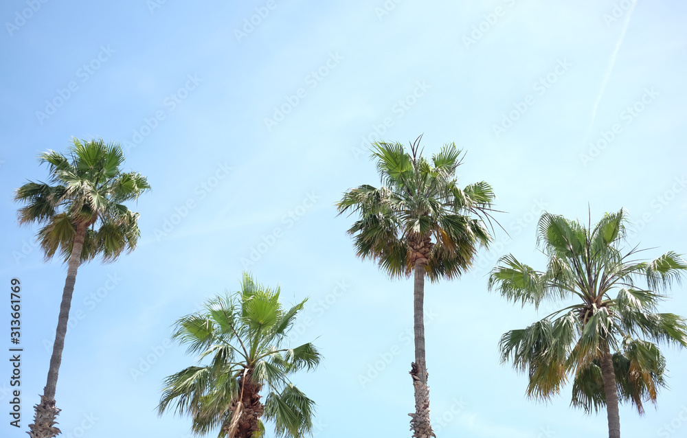 the crown of 4 palm trees of different sizes next to each other against ...