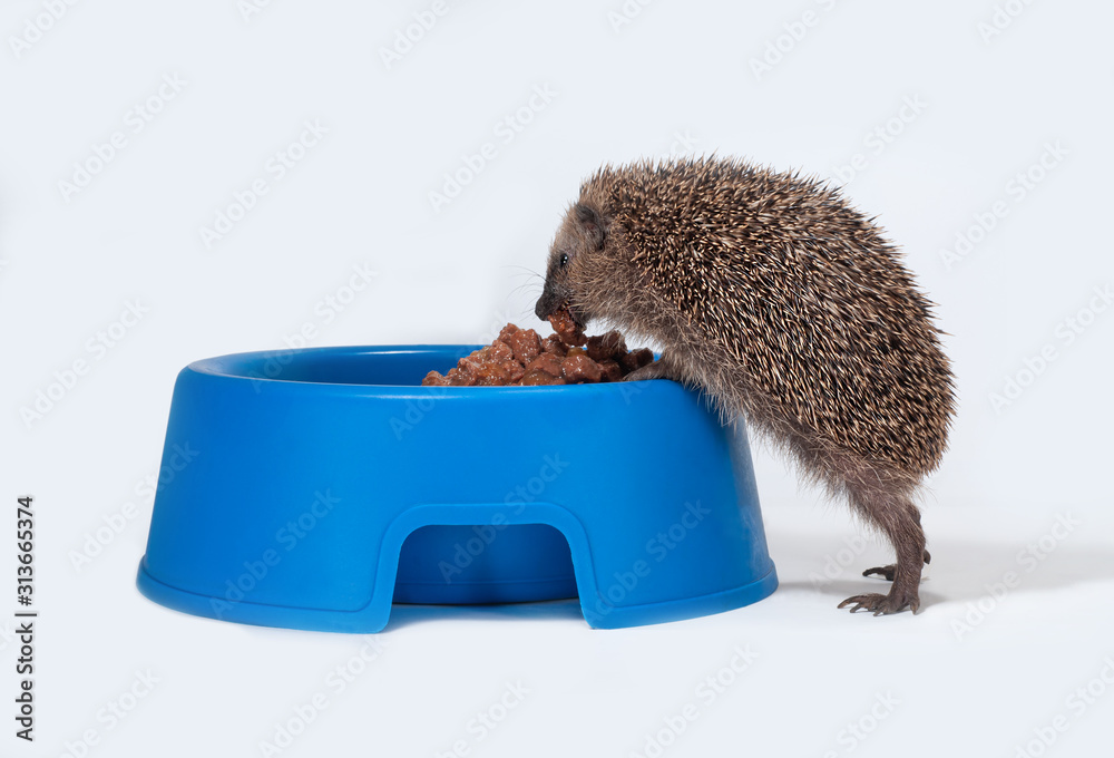Der europäische Igel ist Tier des Jahres 2024, Fütterung eines ...