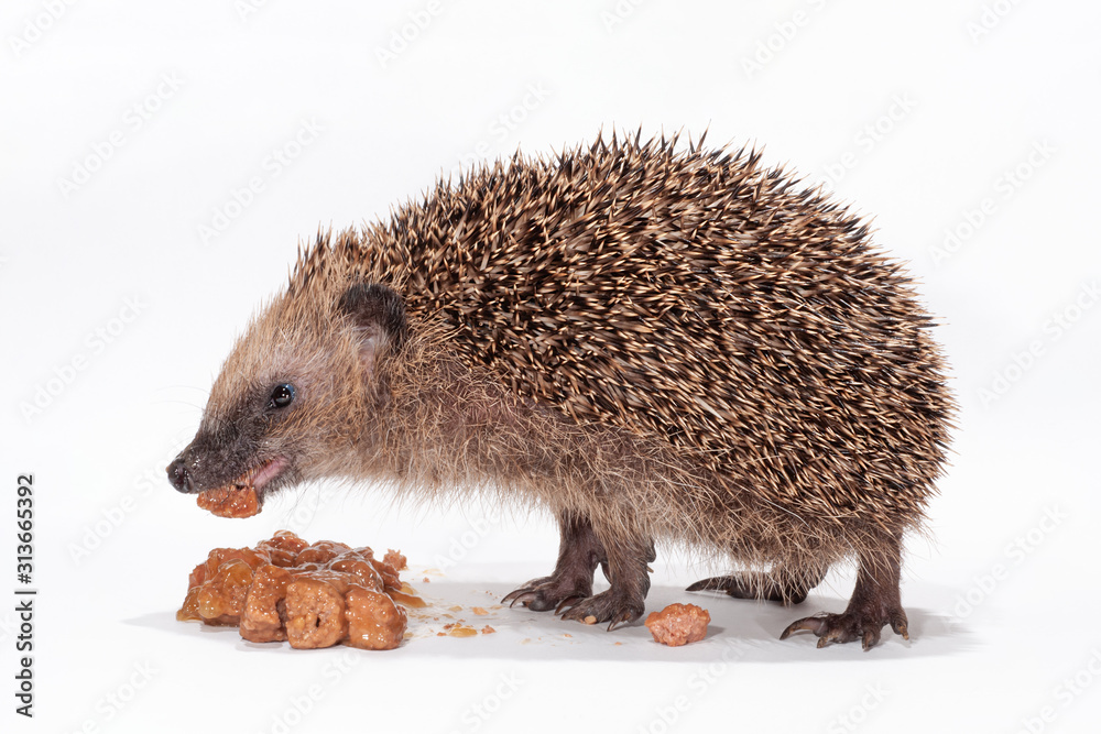 Tier des Jahres 2024, Winterfütterung einen hungrigen kleinen Igels ...