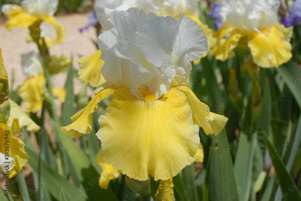 Tall Bearded Iris, Moon Journey. Bicolour flower. Stock Photo | Adobe Stock