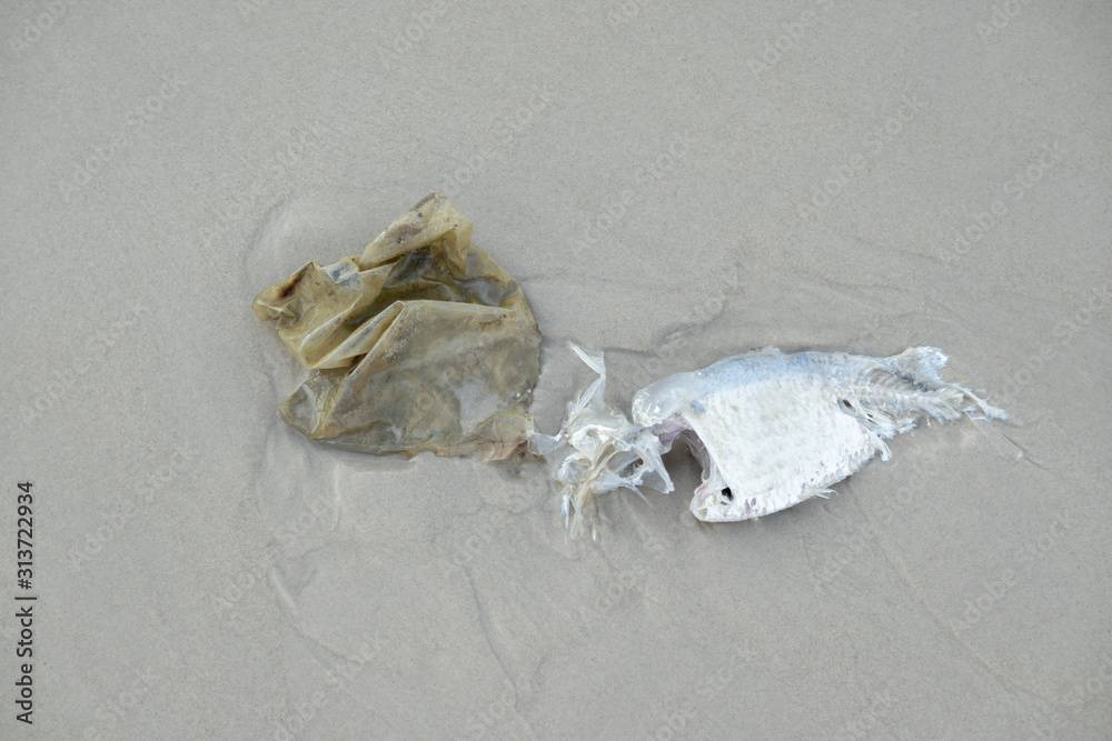 Dead fish from plastic bag top view at the beach in Thailand Stock ...