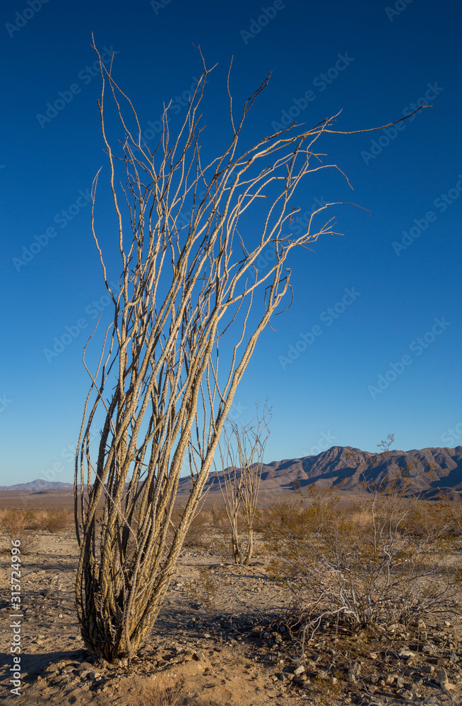 Dormant Ocotillo (Fouquieria splendens), Ocotillo Patch, Joshua Tree ...