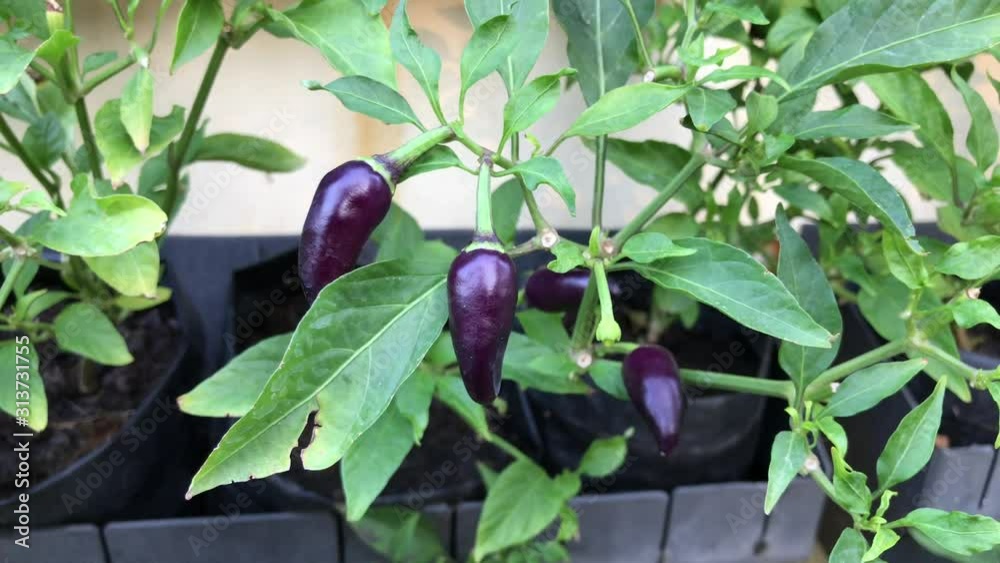 background of hot loco pepper plant in garden loco is a compact multi ...