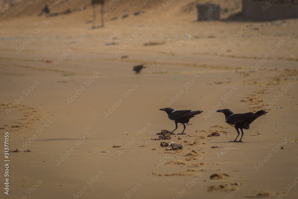 Pair of black crows on a sandy beach eating fish leftover seen with ...